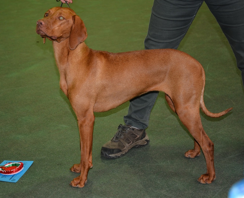 Show Results Ch Sh April 15 - Hungarian Vizsla Society