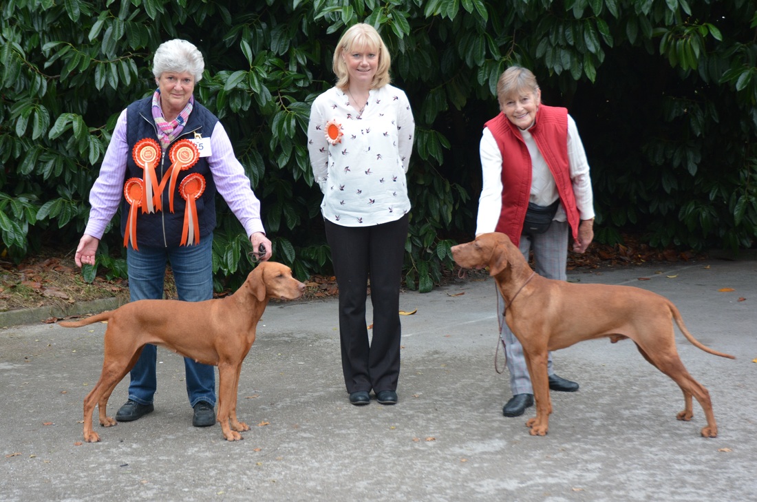 HVS Show Results Archives - Hungarian Vizsla Society