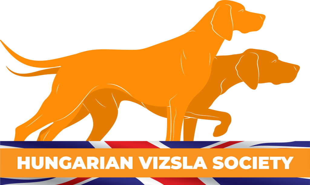 All about the Vizsla - Hungarian Vizsla Society